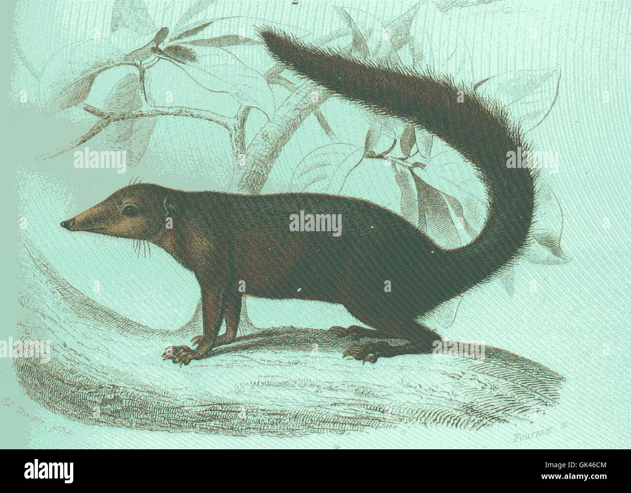 Tupaia map hi-res stock photography and images - Alamy