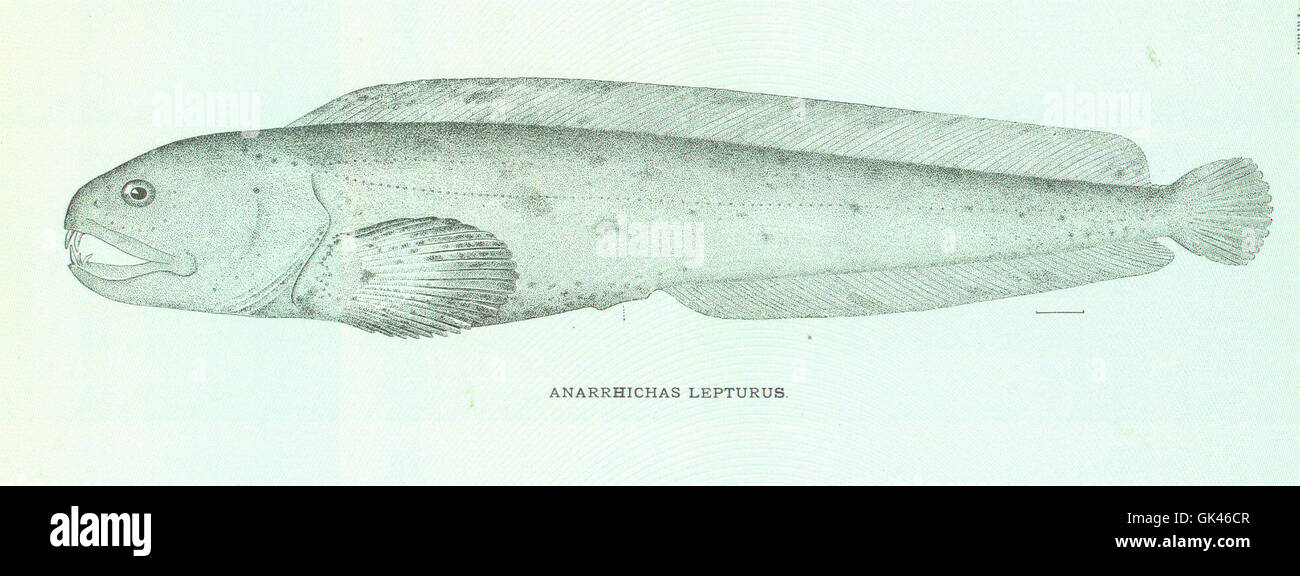 46858 Anarrhichas Lepturus Stock Photo - Alamy
