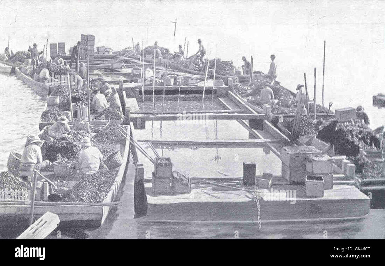 The process of culling oysters is depicted, with a single float in the ...