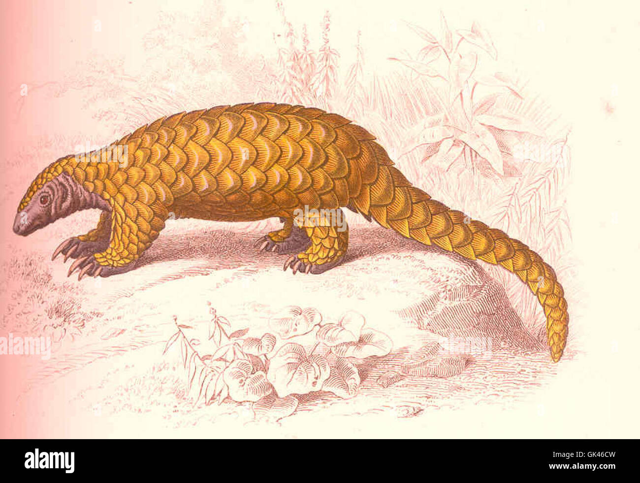 Pangolin scales hi-res stock photography and images - Alamy