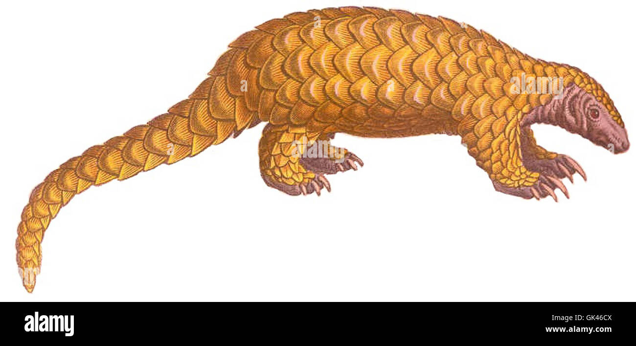 Pangolin species hi-res stock photography and images - Alamy