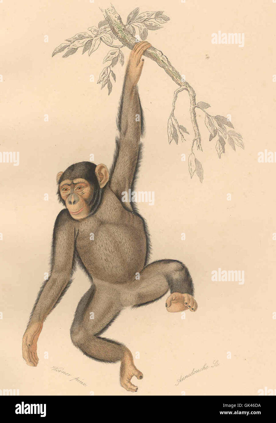 The Troglodyte chimpanzee, scientifically known as Pan troglodytes, is ...