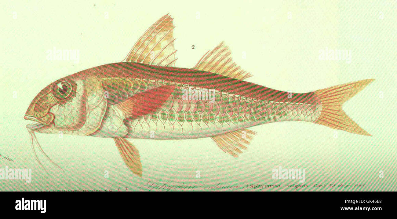 Mulle hi-res stock photography and images - Alamy