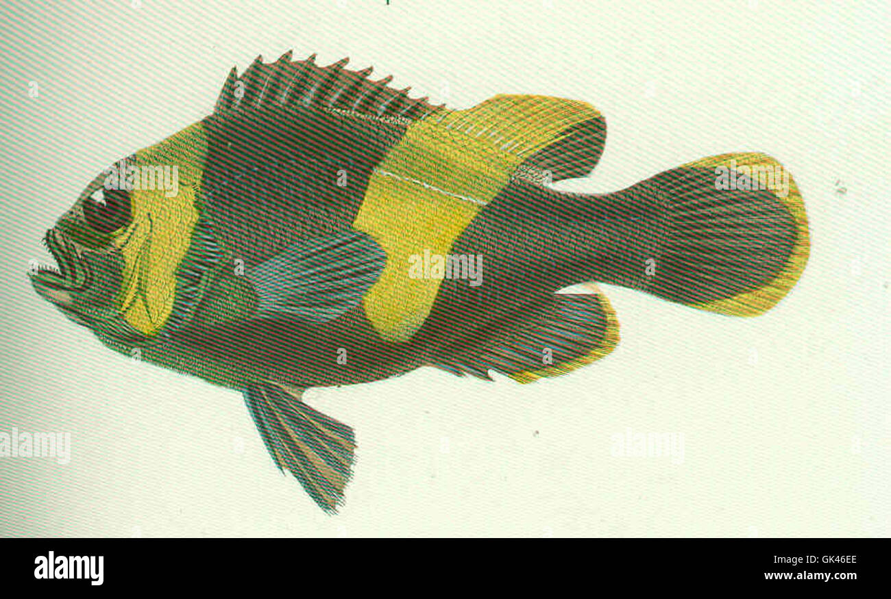 Clownfish species hi-res stock photography and images - Alamy