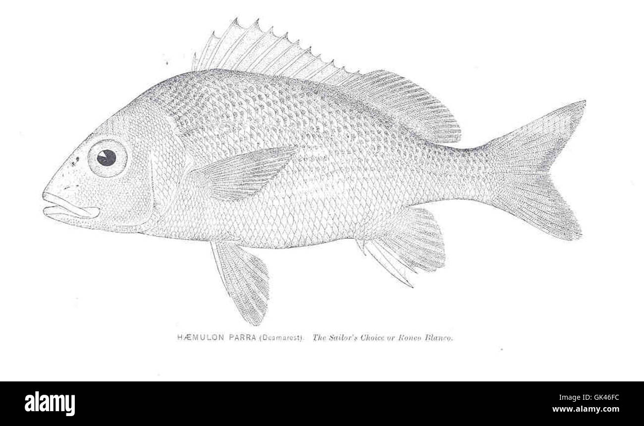 French grunt fish atlantic ocean hi-res stock photography and images ...