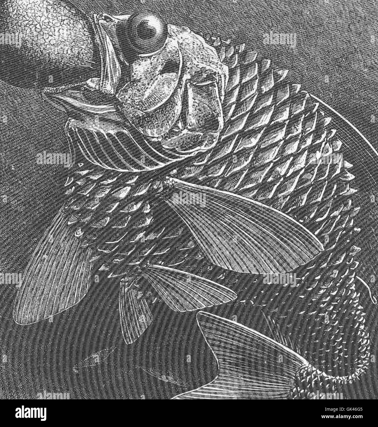 Fish ascent Black and White Stock Photos & Images - Alamy