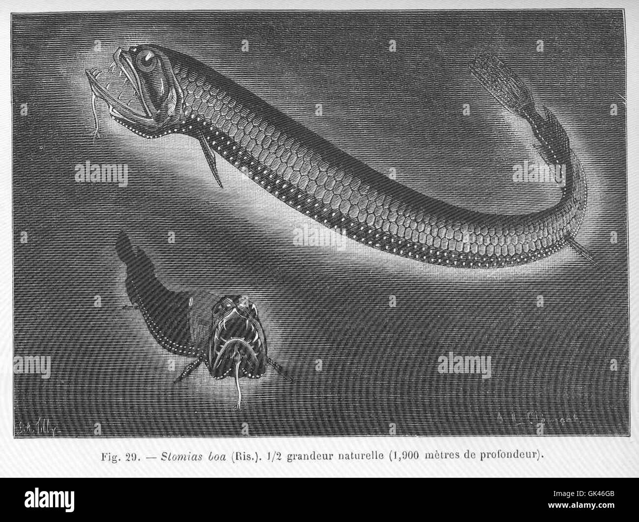 Deep sea zone Black and White Stock Photos & Images - Alamy