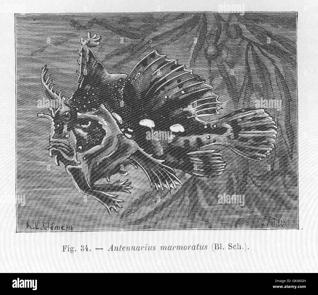 Anglerfish species Black and White Stock Photos & Images - Alamy