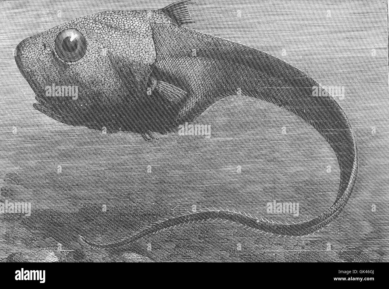 Deep undersea Black and White Stock Photos & Images - Alamy