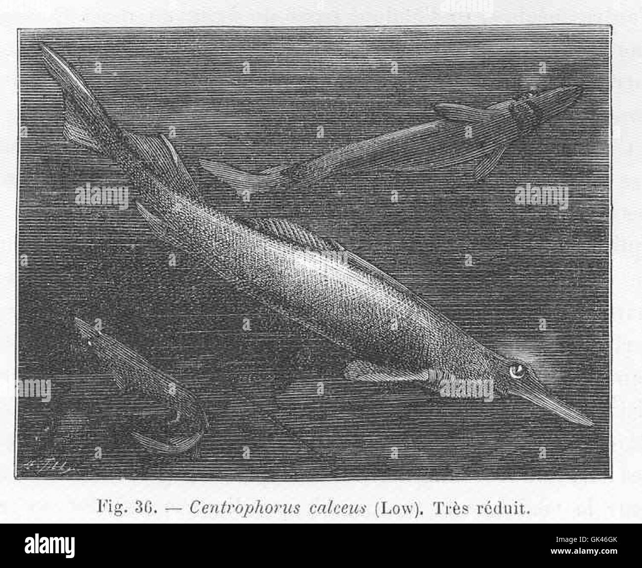 Calceus hi-res stock photography and images - Alamy