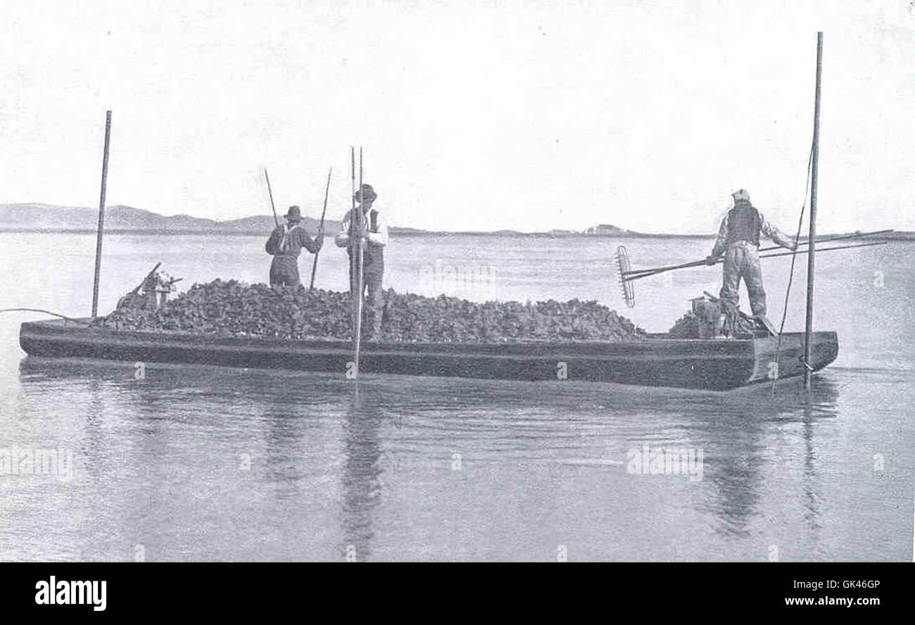 A scene showing workers tonging oysters in San Francisco Bay, a ...