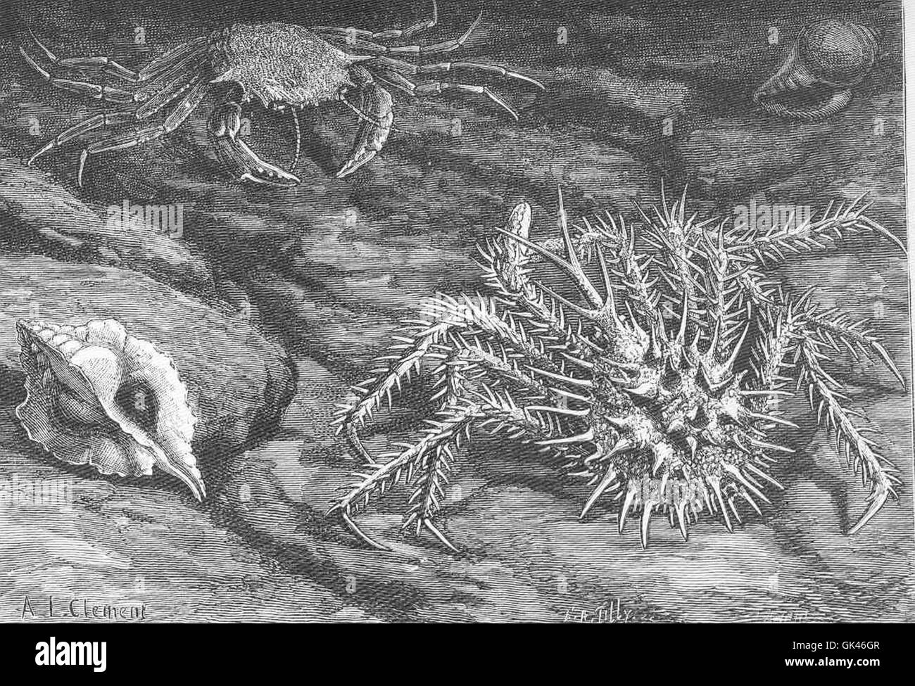 Deep sea zone Black and White Stock Photos & Images - Alamy