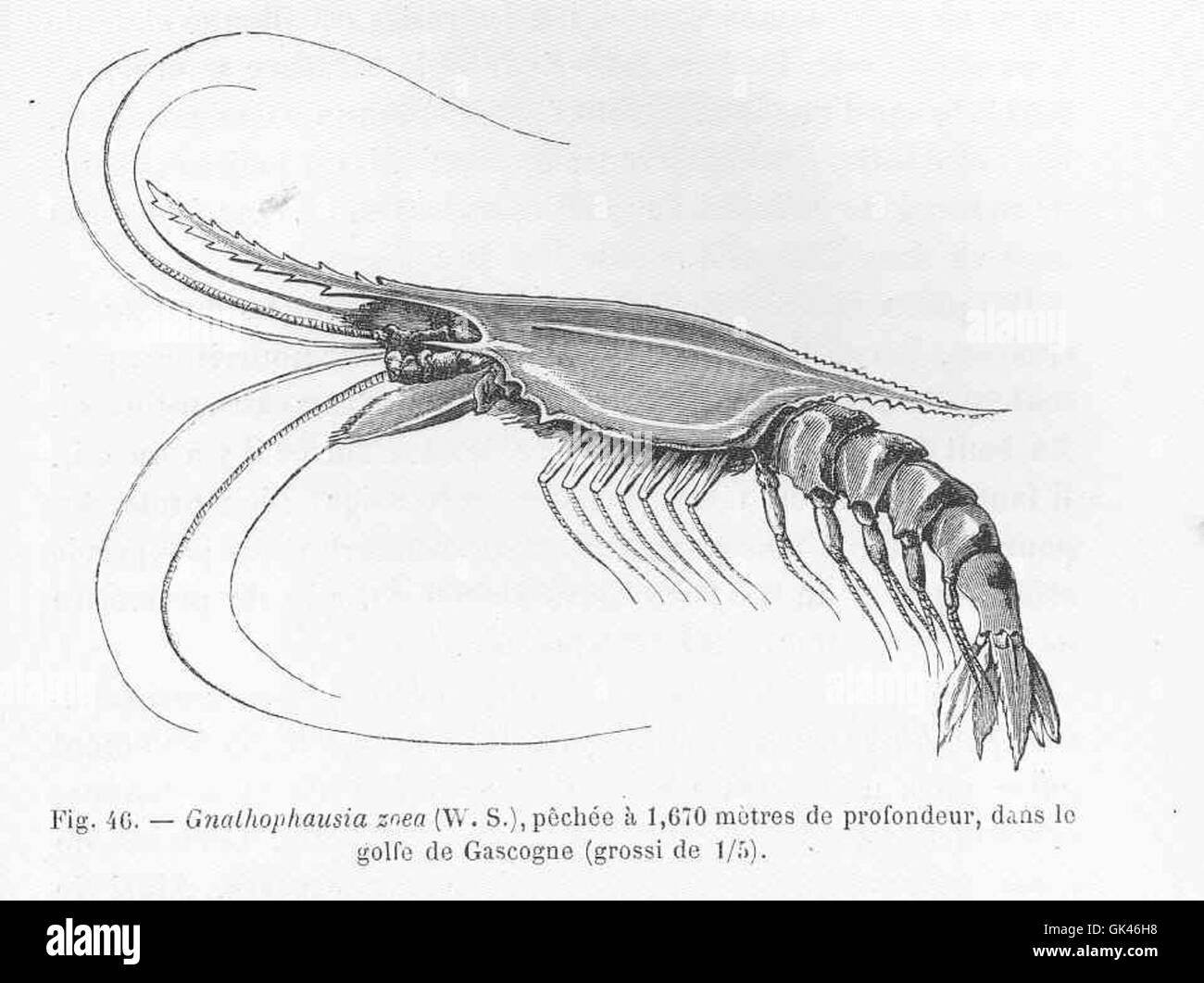 Zoea hi-res stock photography and images - Alamy