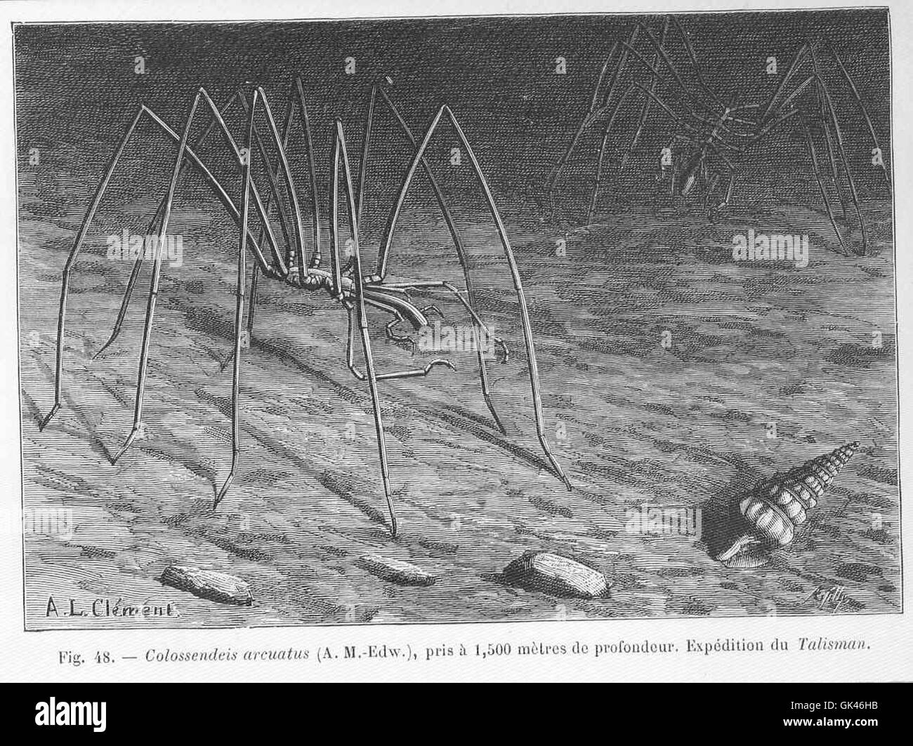 Colossendeis Black and White Stock Photos & Images - Alamy