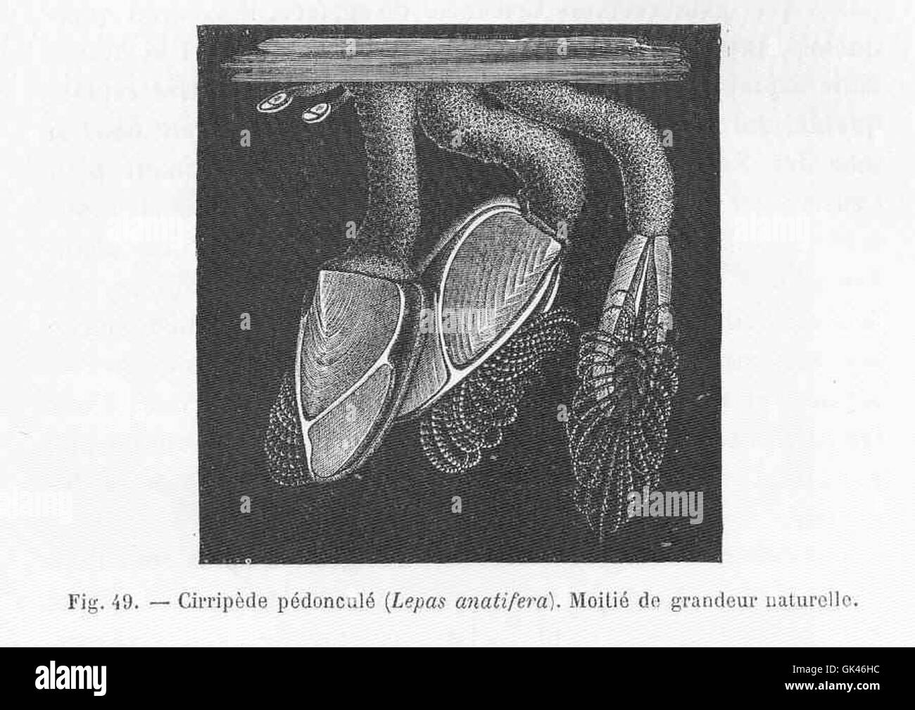Cirripede hi-res stock photography and images - Alamy