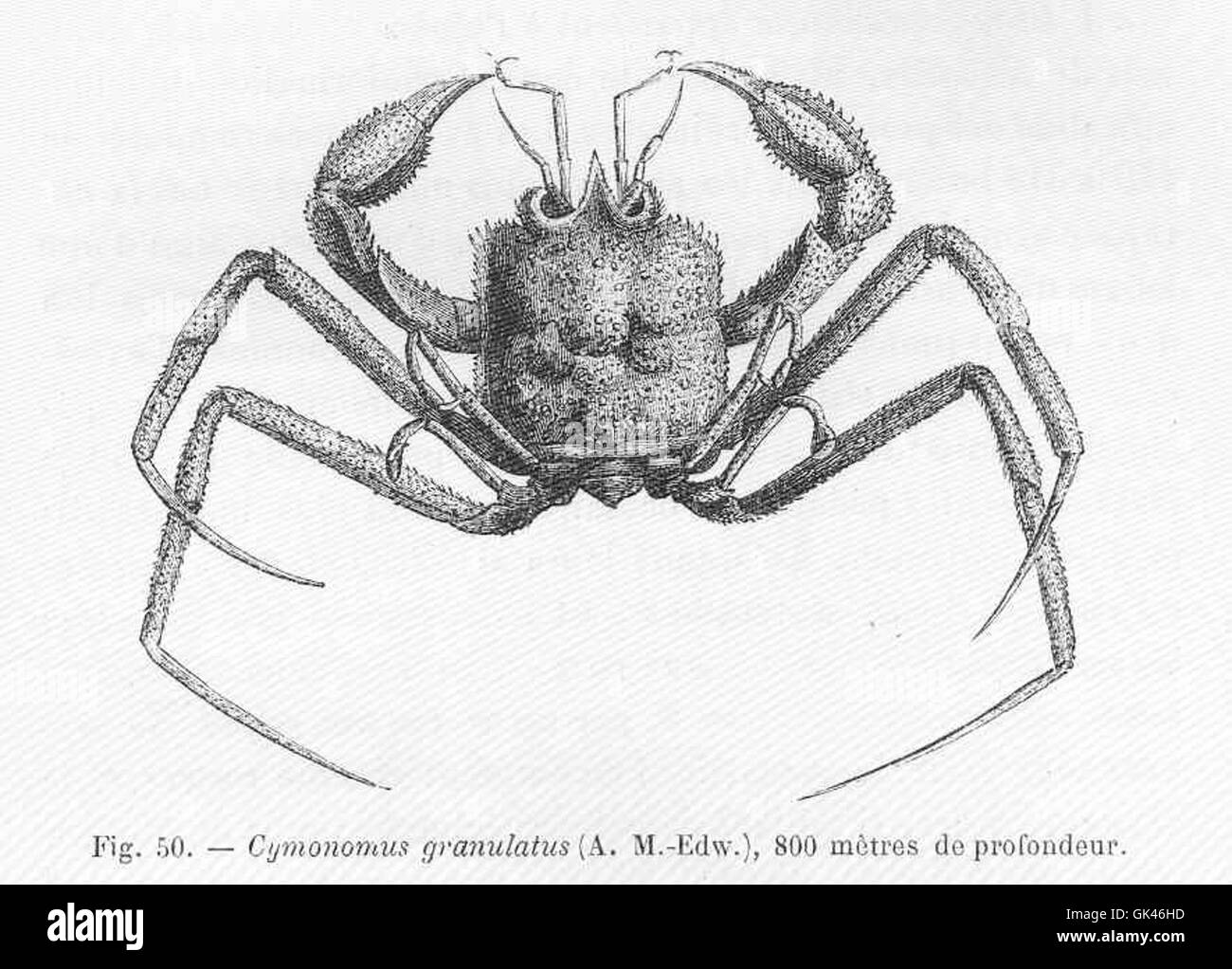 Deep sea amphipod crustacean hi-res stock photography and images - Alamy