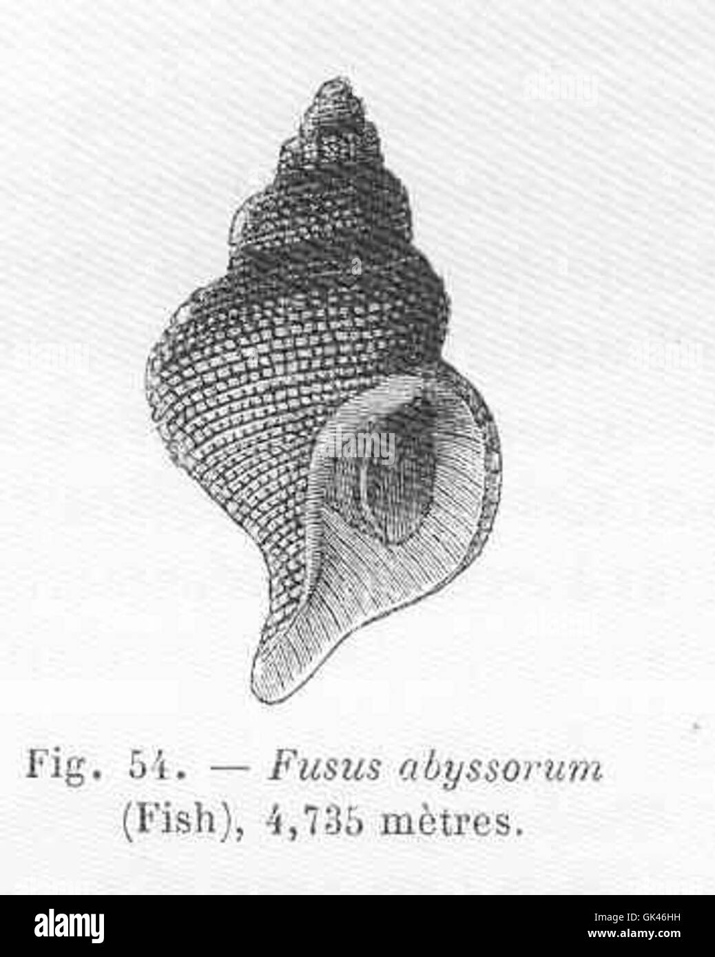 Abyssorum hi-res stock photography and images - Alamy