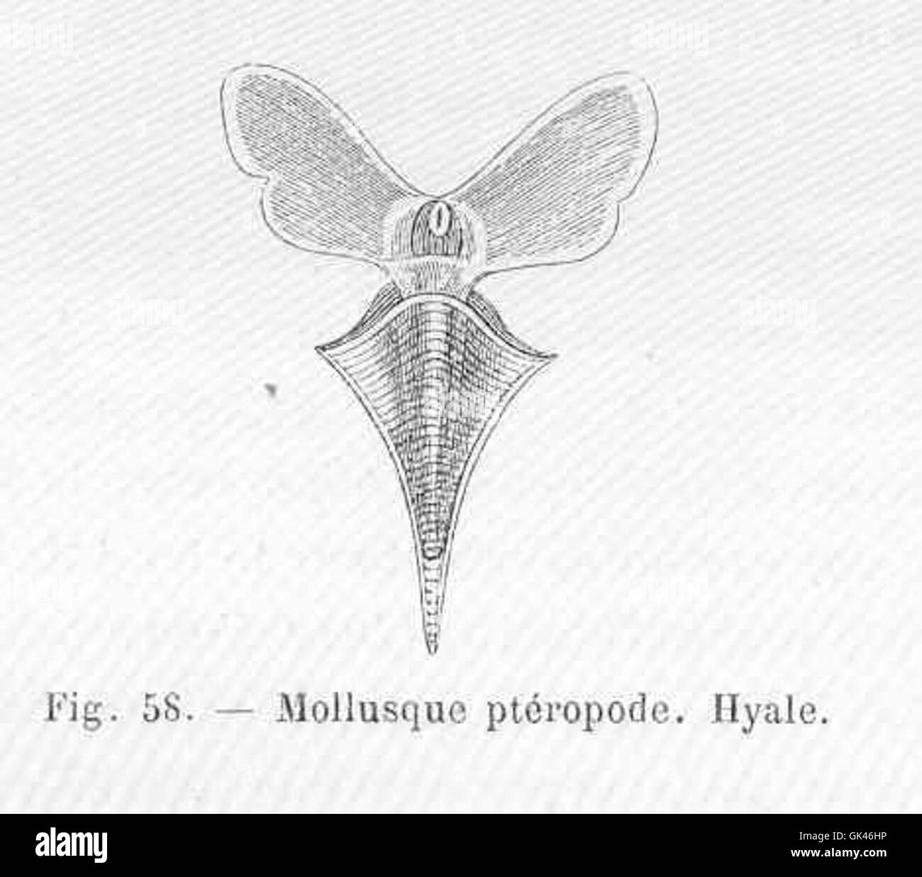 Mollusque hi-res stock photography and images - Alamy