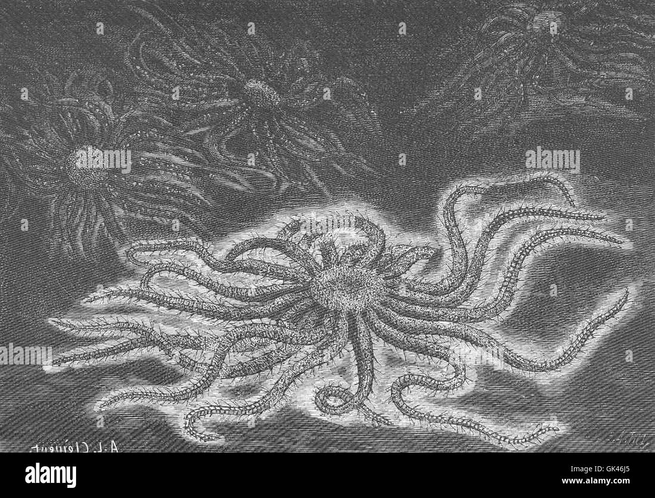 46980 Brisinga elegans (Ed Perr) Campagne du Talisman, 1,500 metres de ...