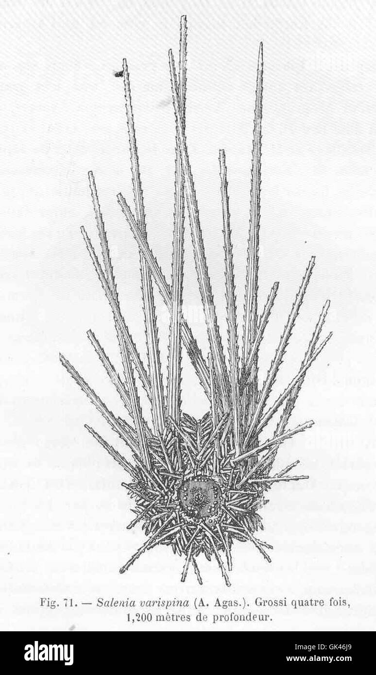 46983 Salenia varispina (A Agas) 1,200 metres de profondeur Stock Photo ...