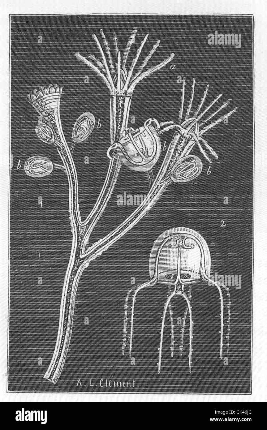 Meduses hi-res stock photography and images - Alamy