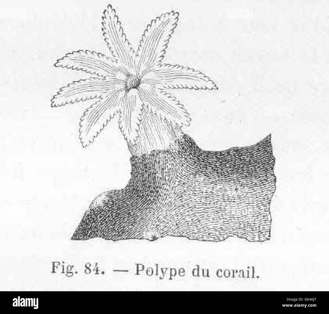 The coral polyp, a small marine organism that forms coral reefs. Coral ...