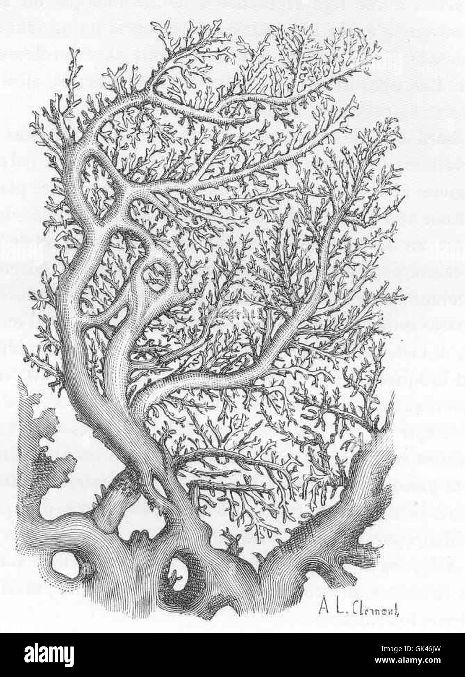 46998 Stylaster flabelfiformis, vivant a 250 metres de profondeur Stock ...