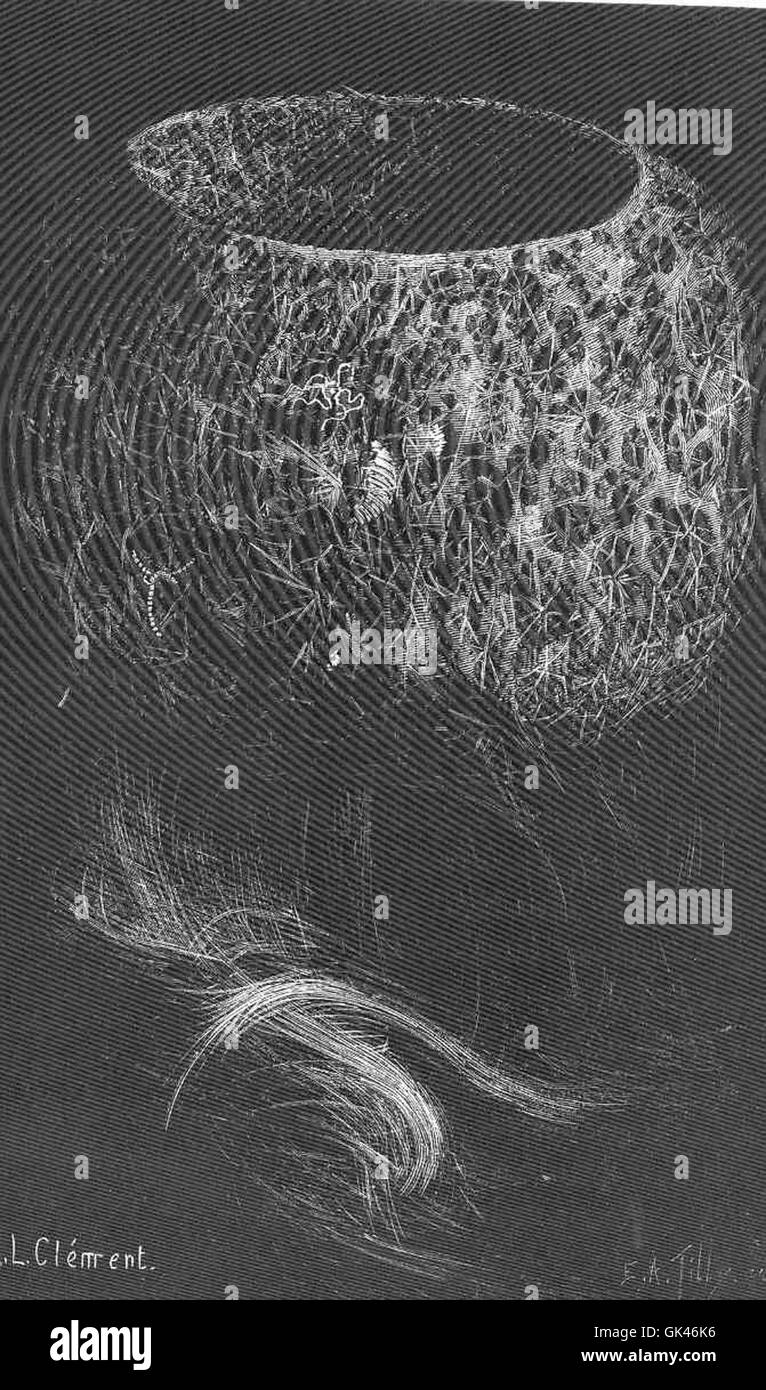47003 Pheronema Parfaiti (H Filh) 1,200 metres de profondeur Expedition ...