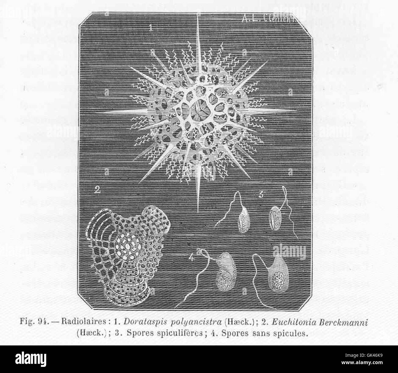 Fossil protozoa Black and White Stock Photos & Images - Alamy