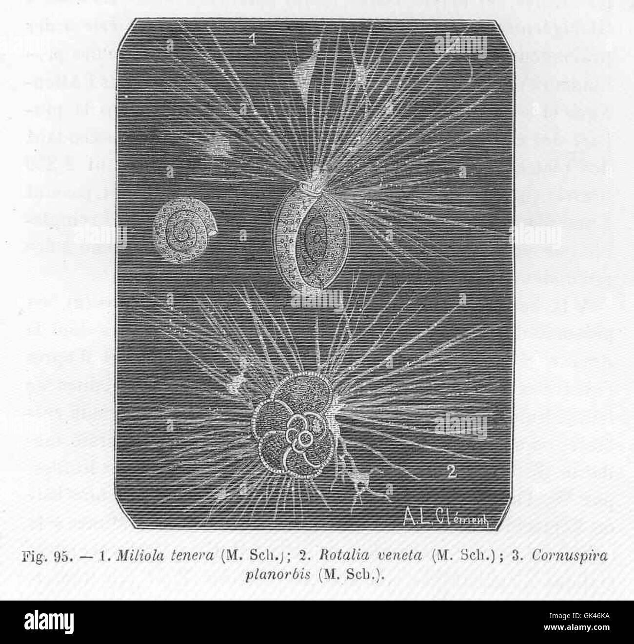 Planktonic foraminifera hi-res stock photography and images - Alamy