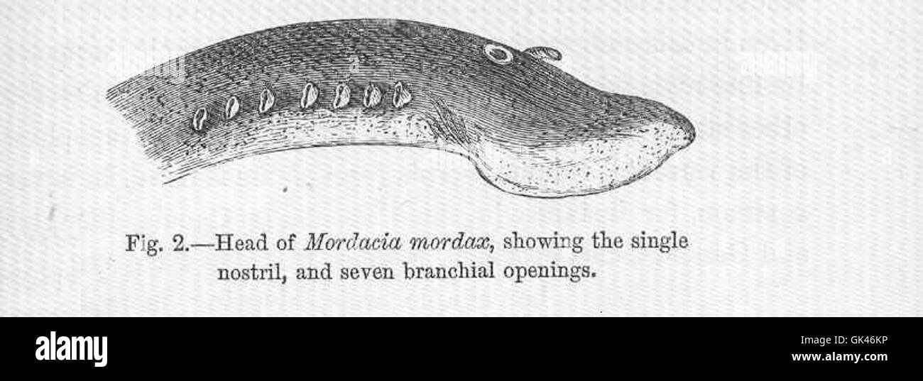 47018 Head of Mordacia mordax, showing the single nostril, and seven ...