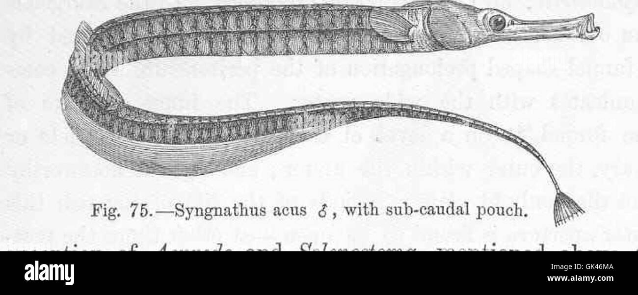 Syngnathus acus, the common pipefish, is shown here as a male with its ...