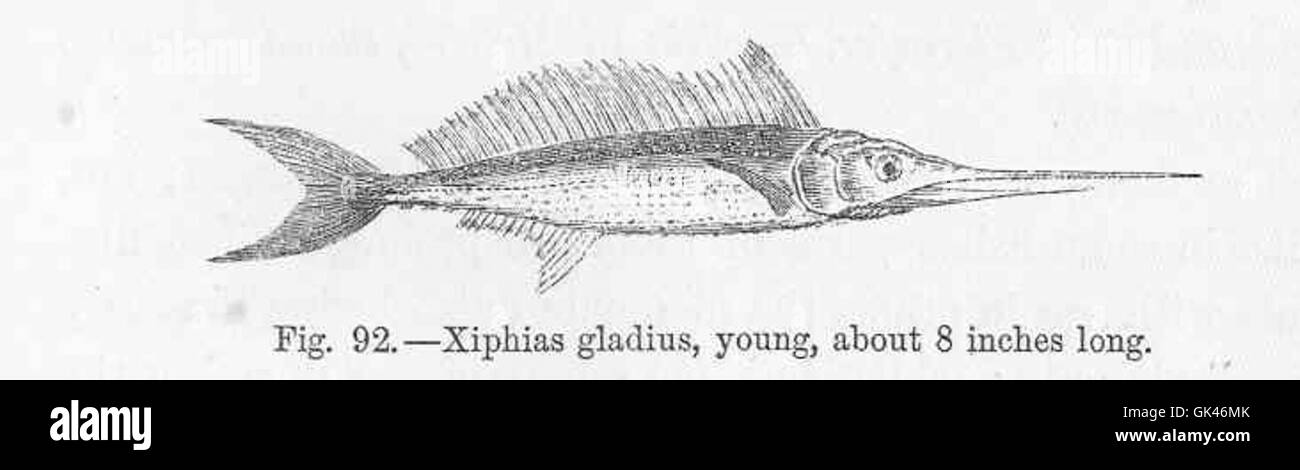 Xiphias gladius image Black and White Stock Photos & Images - Alamy