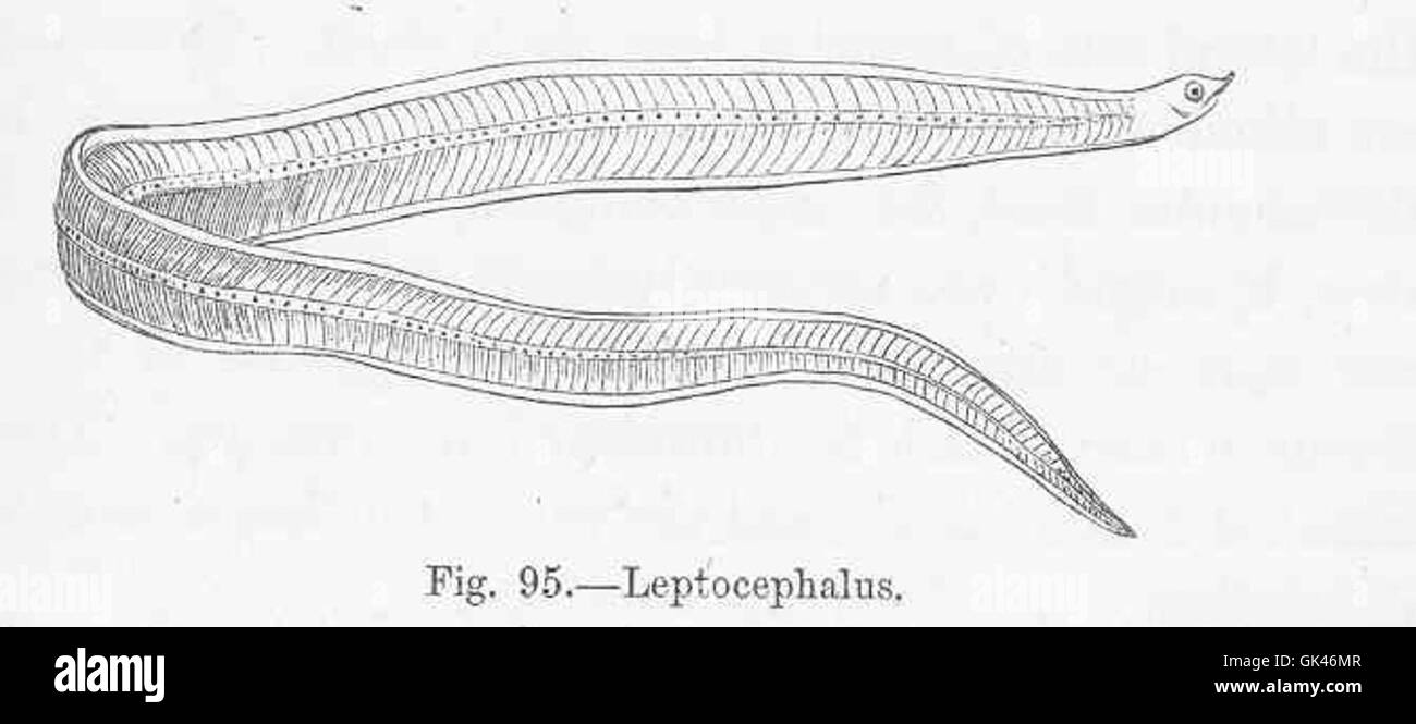 Larvae in various development stages hi-res stock photography and ...