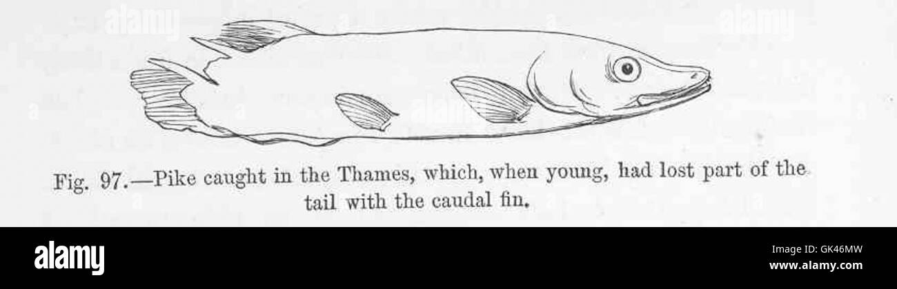 A pike caught in the Thames River, which had lost part of its tail and ...