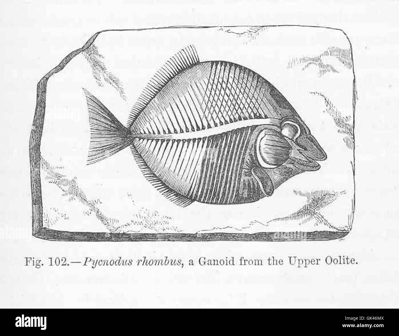 Upper oolite hi-res stock photography and images - Alamy