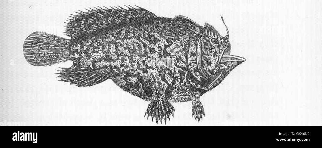 Antennarius candimaculatus, also known as the white-spotted anglerfish ...