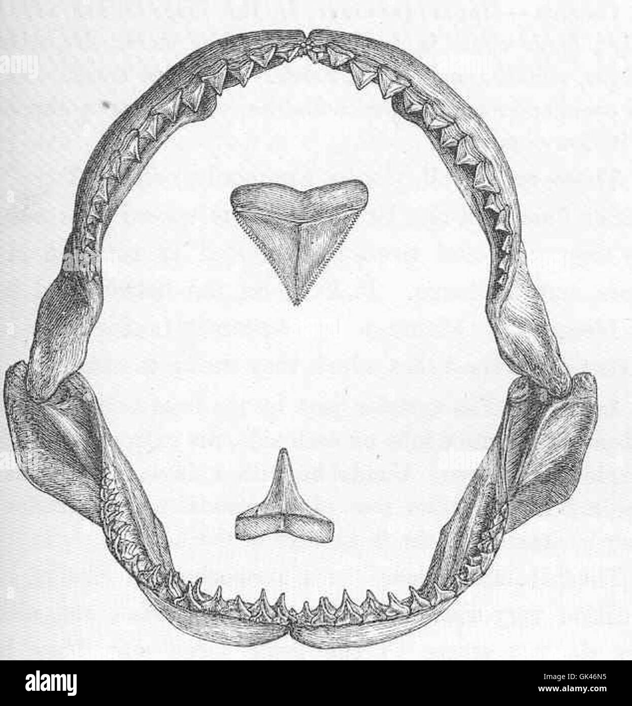 The dentition of the Blue Shark (Carcharhinus glaucus) is adapted for ...