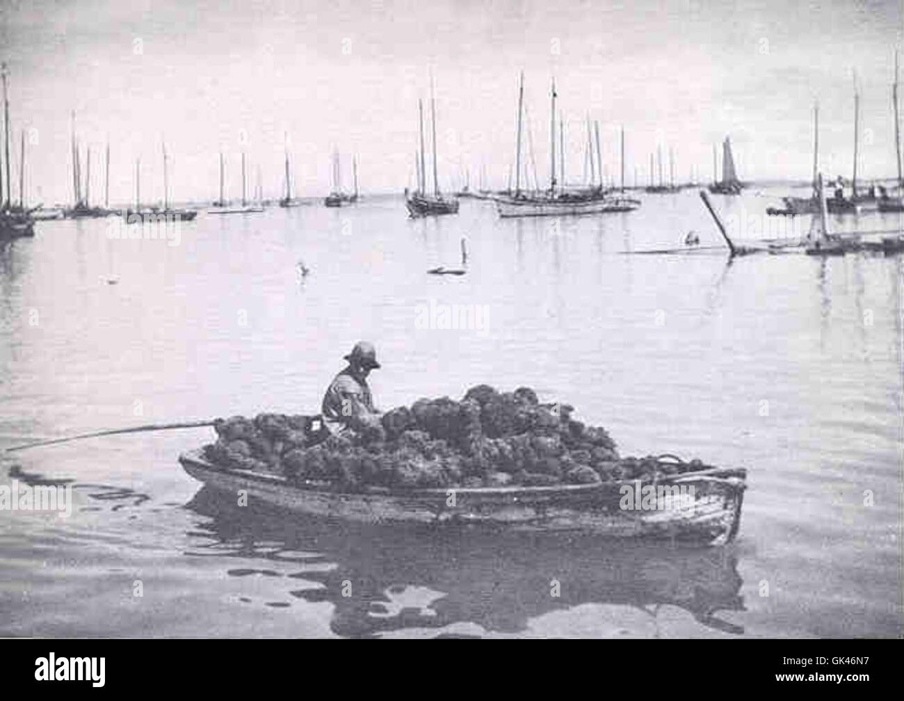 This image shows the process of transporting sponges from vessels to ...