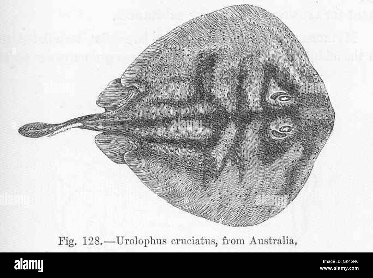 Cruciatus High Resolution Stock Photography and Images - Alamy