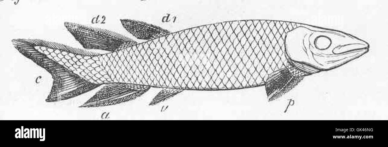 Dipterus macrolepidotus is an extinct species of ancient fish from the ...