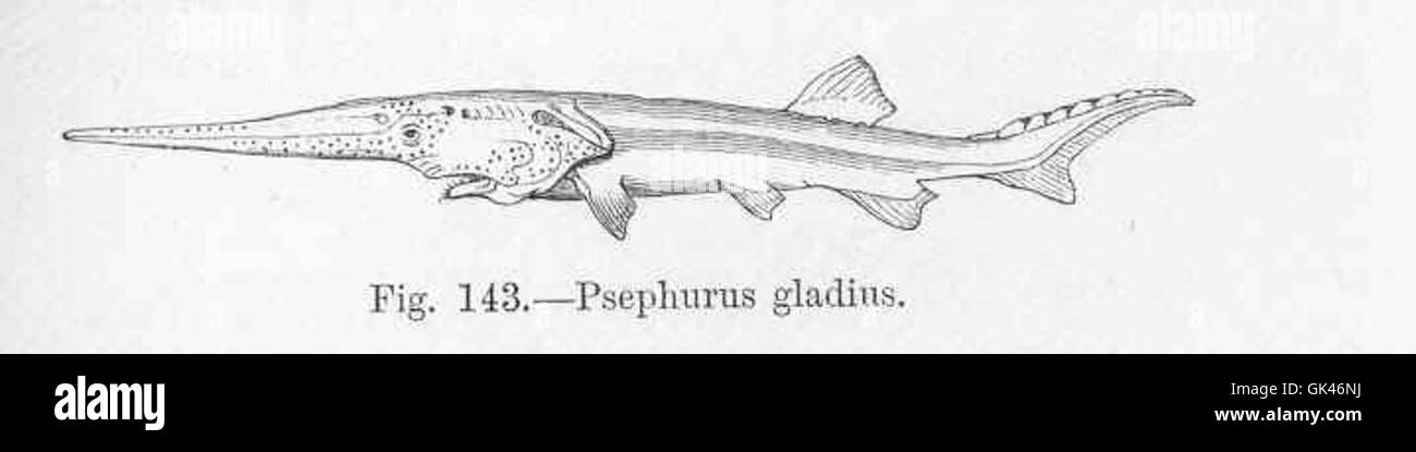 47060 Psephurus gladius Stock Photo - Alamy