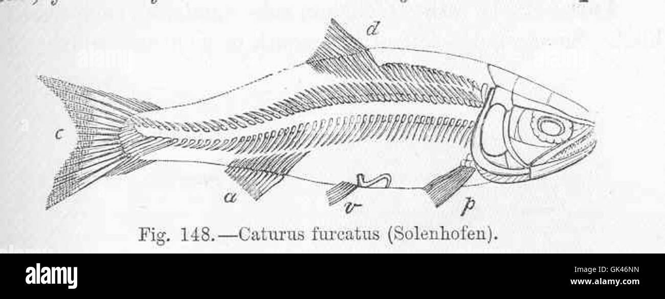 Caturus furcatus is an extinct species of fish known from the Solnhofen ...