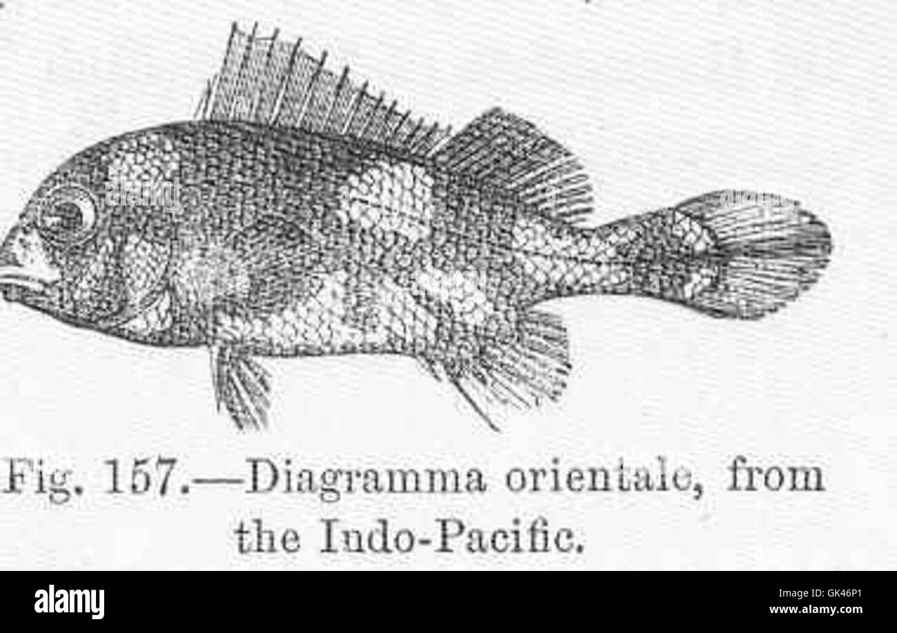 *Diagramma orientale*, a species of fish native to the Indo-Pacific ...