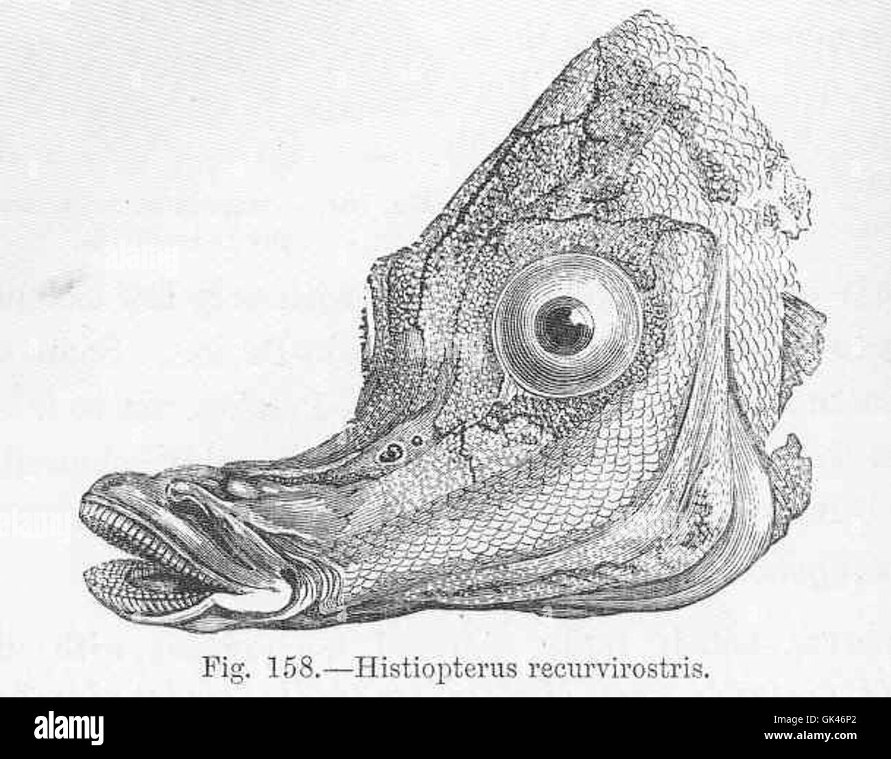 Histiopterus hi-res stock photography and images - Alamy