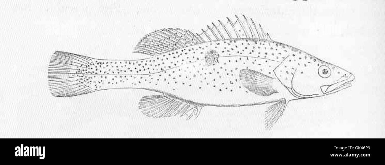 The Murray cod (Oligorus macquariensis) is a large, predatory fish ...