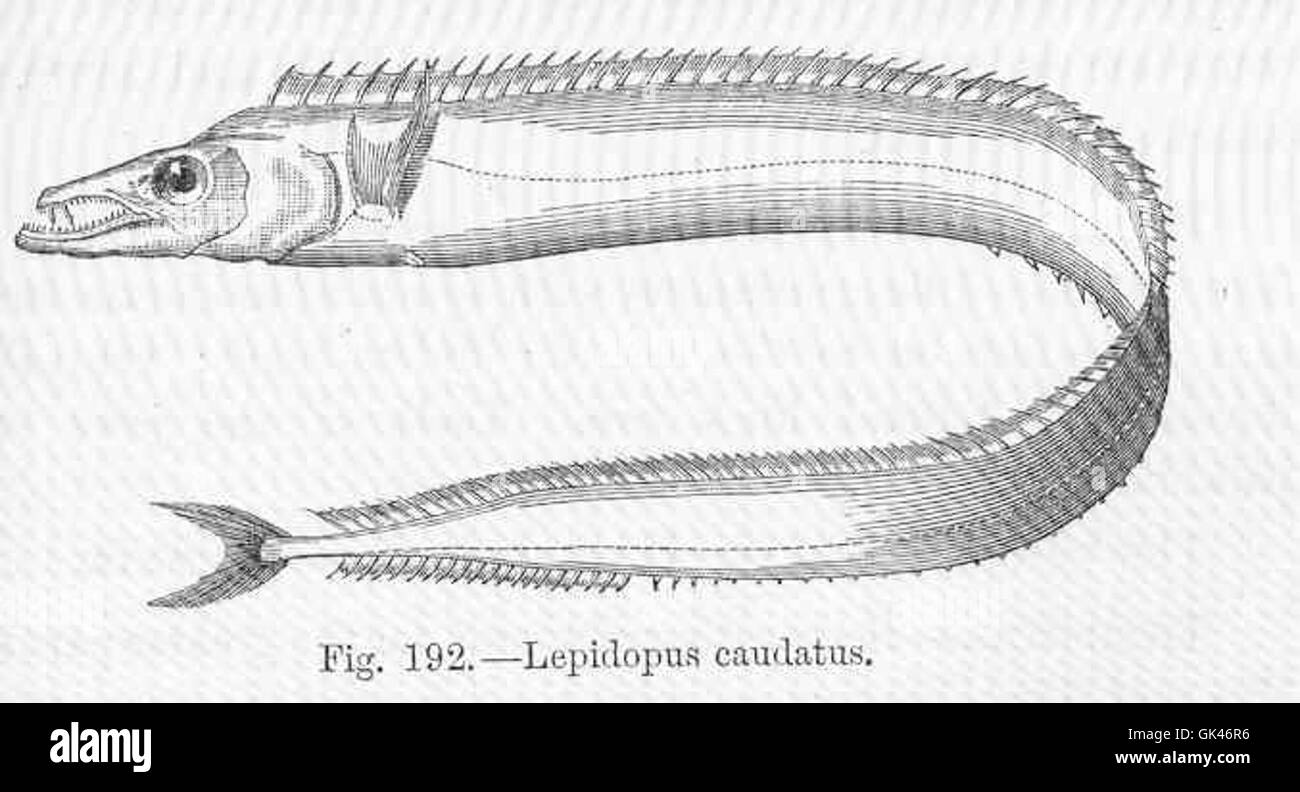 Lepidopus caudatus hi-res stock photography and images - Alamy