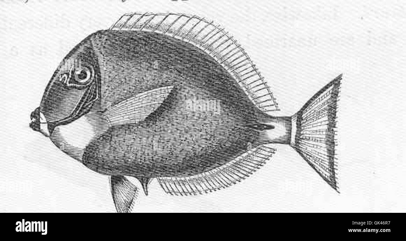 Acanthurus leucosternum, also known as the white-bellied surgeonfish ...