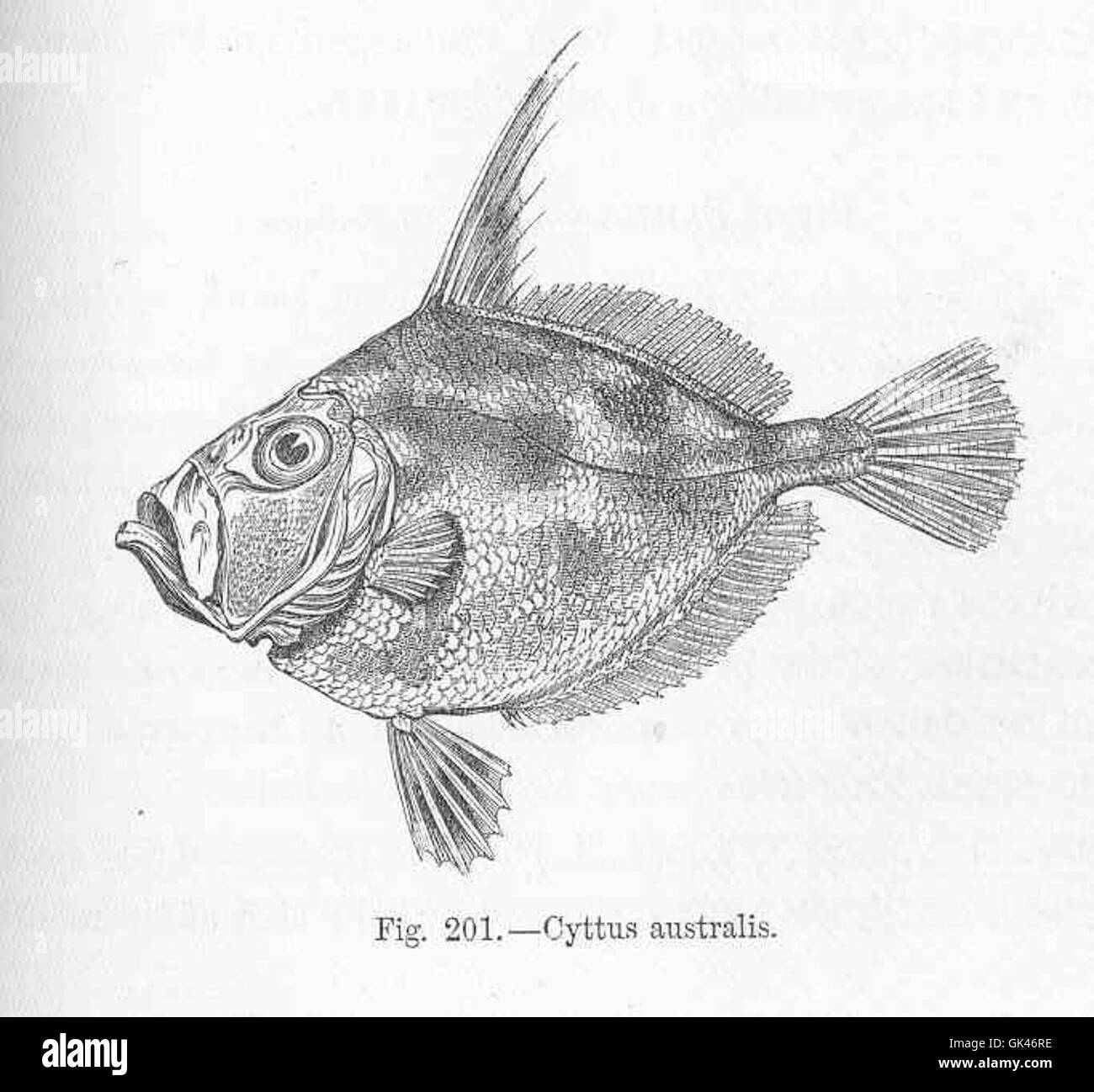 Cyttus australis hi-res stock photography and images - Alamy