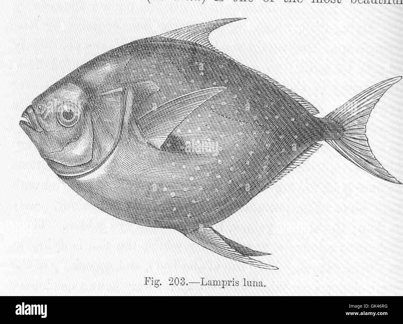 Lampris luna hi-res stock photography and images - Alamy